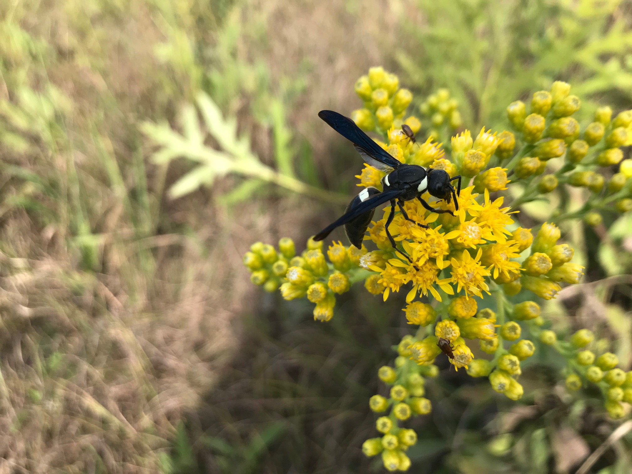 Autumn Line Up – K. R. Gastreich, Author